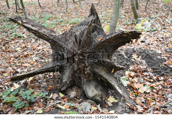 Star Shaped Root Forest Stock Photo 1541540804 | Shutterstock