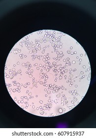 283 Microscope starch Images, Stock Photos & Vectors | Shutterstock