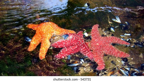 147 Cluster starfish Images, Stock Photos & Vectors | Shutterstock