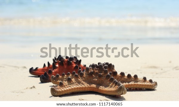 Starfish Stranded Lying Down On Beach Stock Photo 1117140065 | Shutterstock