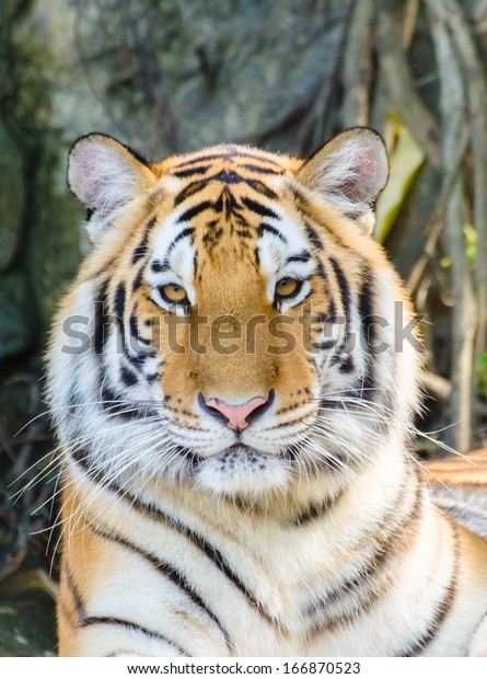 Staring Tiger Stock Photo (Edit Now) 166870523