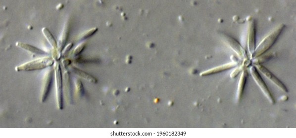 Starshaped Bacteria Microscope Image Two Colonies Stock Photo ...