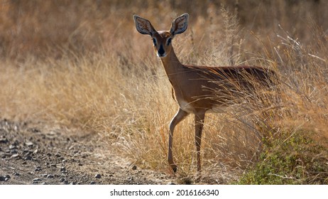 Steenbuck Images, Stock Photos & Vectors | Shutterstock