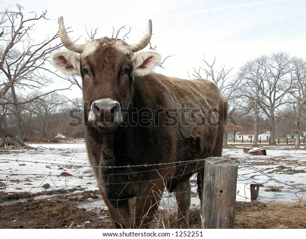 Steer Standing Field Stock Photo 1252251 | Shutterstock