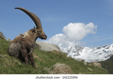 Steinbock Stock Photo 142123396 | Shutterstock