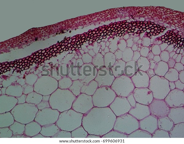 Stem Collenchyma Cs Stock Photo 699606931 | Shutterstock