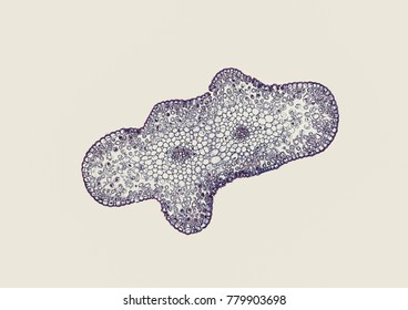 Stem Psilotum Microscopic Cross Section Cut Stock Photo (Edit Now ...