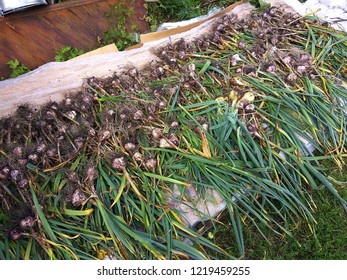 Stem Root Garlic Large Quantities Dried Stock Photo 1219459255 ...
