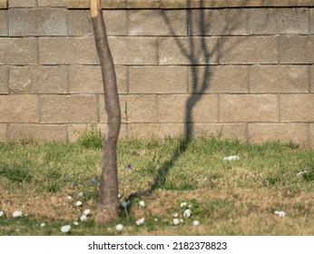 24,136 Tree stem shadows Images, Stock Photos & Vectors | Shutterstock