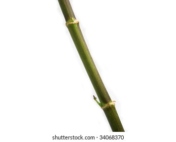 Stem White Background Stock Photo 34068370 | Shutterstock
