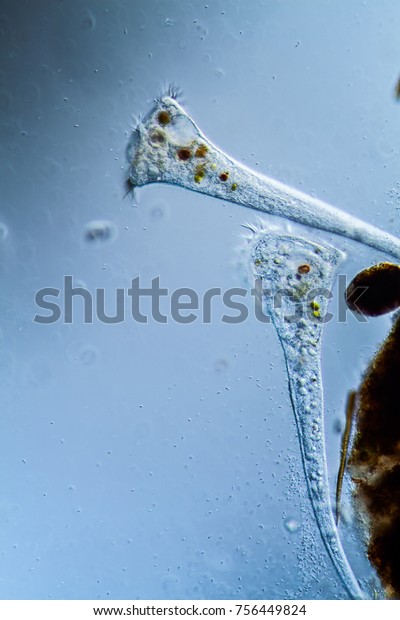 Stentor Under Microscope Stock Photo 756449824 | Shutterstock