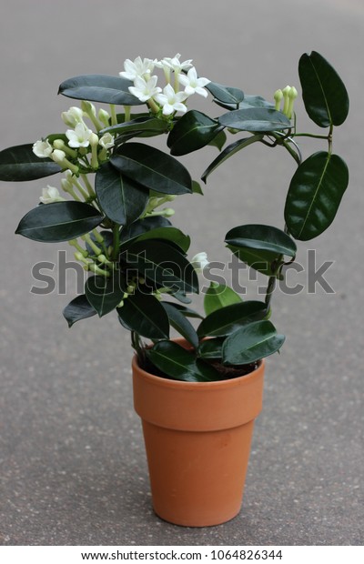 Stephanotis Pot Stock Photo 1064826344 | Shutterstock