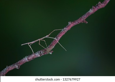 Stick Insect Phasmids Phasmatodea Phasmatoptera Known Stock Photo ...