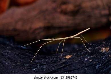 Stick Insect Phasmids Phasmatodea Phasmatoptera Known Foto Stok ...