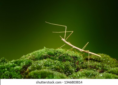 Stick Insect Phasmids Phasmatodea Phasmatoptera Known Stock Photo ...
