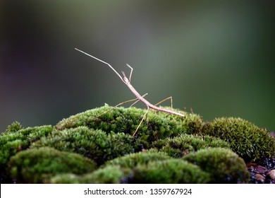 Stick Insect Phasmids Phasmatodea Phasmatoptera Known Foto Stok ...