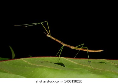 Stick Insect Phasmids Phasmatodea Phasmatoptera Known Stock Photo ...