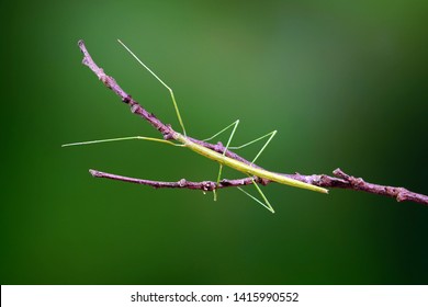 Stick Insect Phasmids Phasmatodea Phasmatoptera Known Foto stock ...