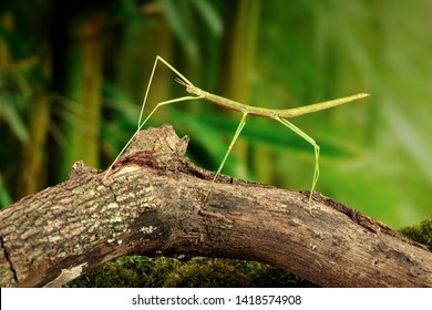 Stick Insect Phasmids Phasmatodea Phasmatoptera Known Foto Stok ...