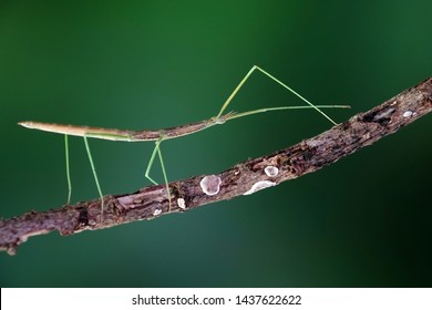 Stick Insect Phasmids Phasmatodea Phasmatoptera Known库存照片1391574698 ...