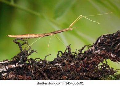 Stick Insect Phasmids Phasmatodea Phasmatoptera Known Foto de stock ...