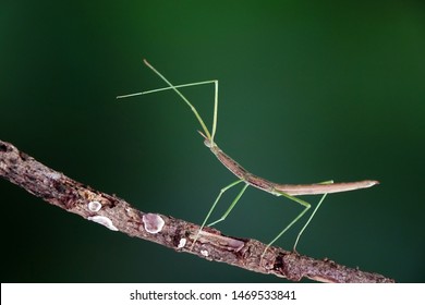 Stick Insect Phasmids Phasmatodea Phasmatoptera Known Foto Stok ...