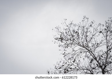 Sticks Leaf Texture Stock Photo 612228173 | Shutterstock