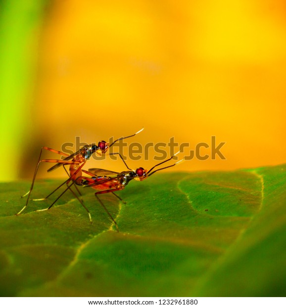 Stilt Fly Mating Stock Photo 1232961880 | Shutterstock
