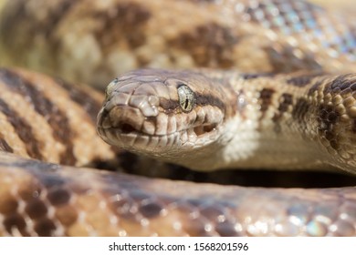 41 Stimson python Images, Stock Photos & Vectors | Shutterstock