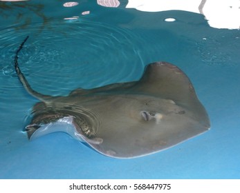 Stingray Stock Photo 568447975 | Shutterstock