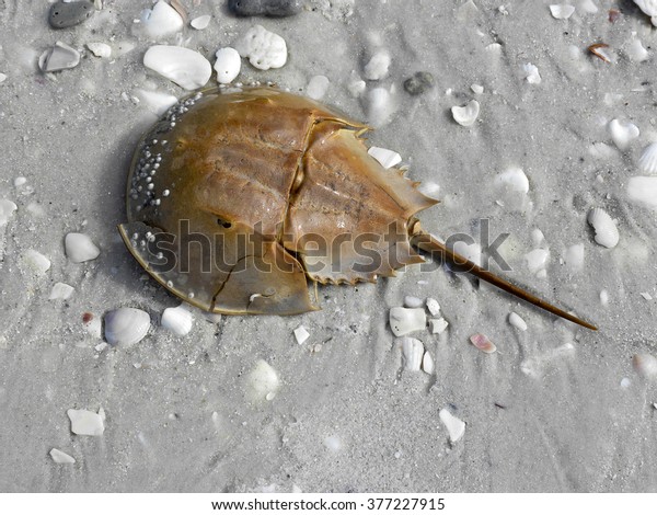 Stingray Skeleton On Beach Tail Stock Photo (Edit Now) 377227915