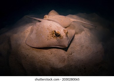 530 Feeding stingray Images, Stock Photos & Vectors | Shutterstock