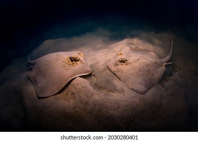 530 Feeding stingray Images, Stock Photos & Vectors | Shutterstock