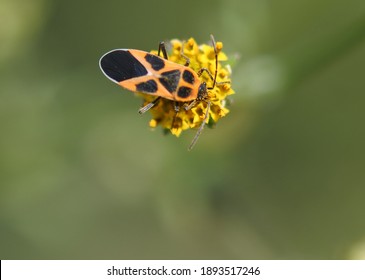 259 Vermilion crossing Images, Stock Photos & Vectors | Shutterstock