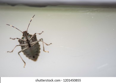 1,164 imágenes de Brown marmorated stink bug - Imágenes, fotos y ...