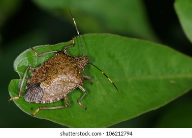 294 Bug fart Images, Stock Photos & Vectors | Shutterstock