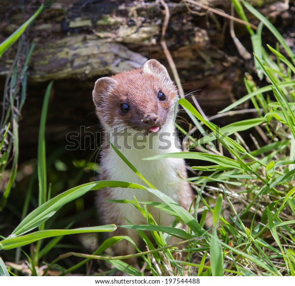 Stoat Stock Photo 197544488 | Shutterstock