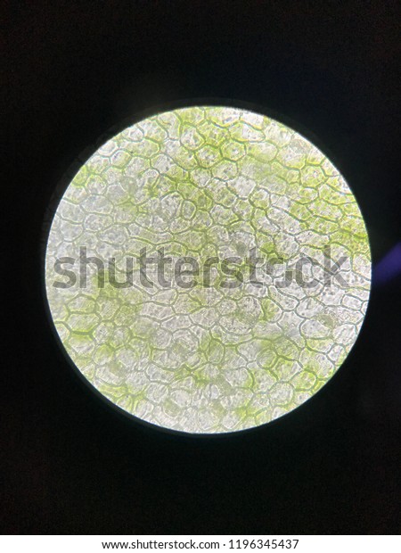 Stoma Cell Under Microscope Stock Photo 1196345437 | Shutterstock