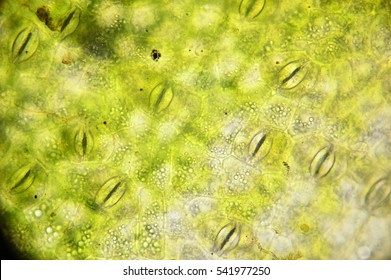 Stoma Micrograph Leaf Under Microscope Organproducing Stock Photo (Edit ...