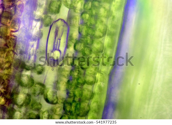 Stoma Micrograph Leaf Under Microscope Organproducing Stock Photo ...