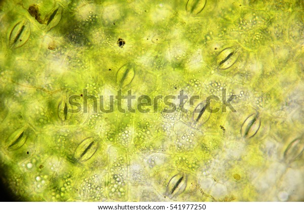 Stoma Micrograph Leaf Under Microscope Organproducing Stock Photo ...