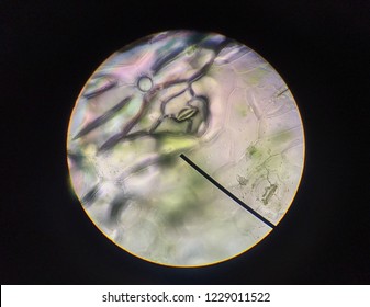 Stoma Under Microscopeleaf Under Microscopeorganproducing Oxygen Stock ...