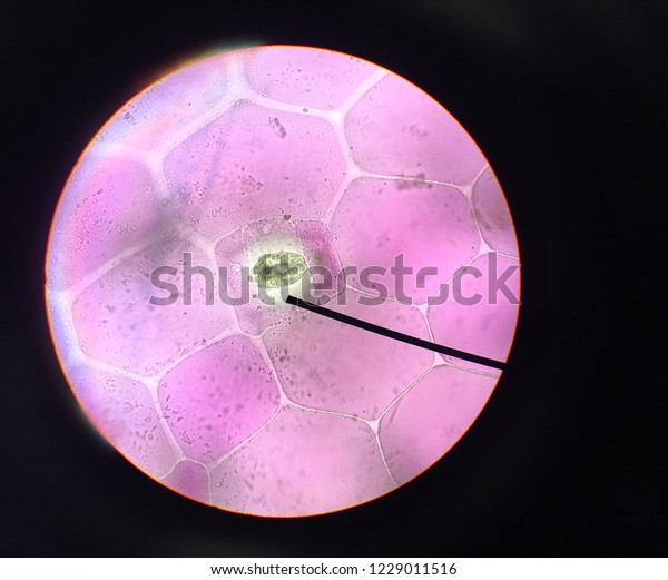 Stoma Under Microscopeleaf Under Microscopeorganproducing Oxygen Stock ...