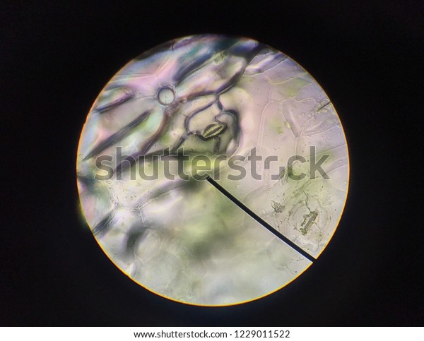 Stoma Under Microscopeleaf Under Microscopeorganproducing Oxygen Stock ...