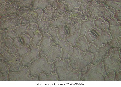 371 Stomata Under Microscope Images, Stock Photos & Vectors | Shutterstock