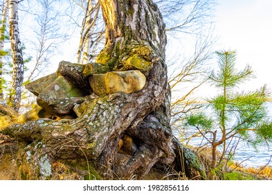 322 Embedded into tree trunk Images, Stock Photos & Vectors | Shutterstock