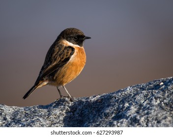 Stonechat Images, Stock Photos & Vectors | Shutterstock
