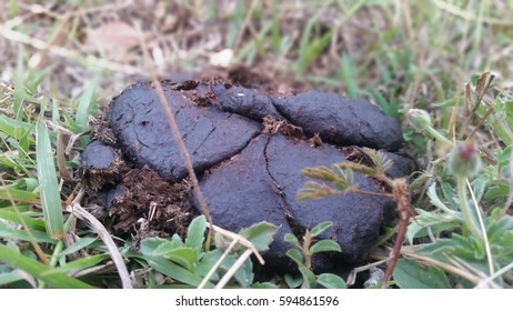 95 Buffalo stool Images, Stock Photos & Vectors | Shutterstock