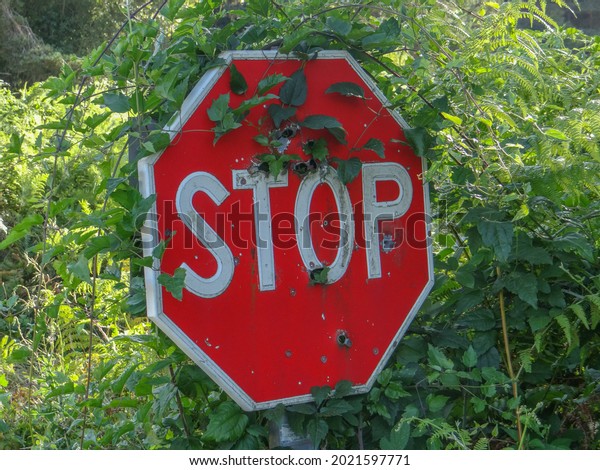 Stop Sign Forest Stock Photo 2021597771 | Shutterstock