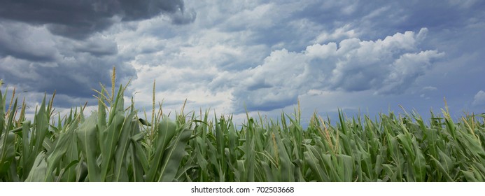 1,313 Corn field thunderstorm Images, Stock Photos & Vectors | Shutterstock